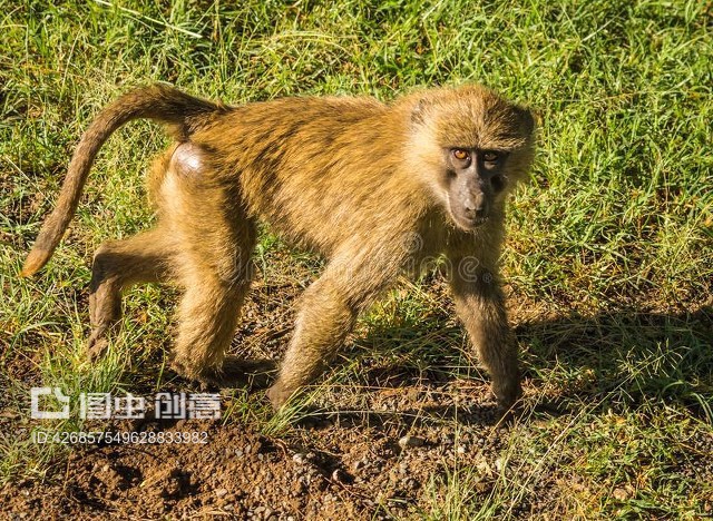 猴子尾巴图片素材-免费可商用-高清下载-快剪辑