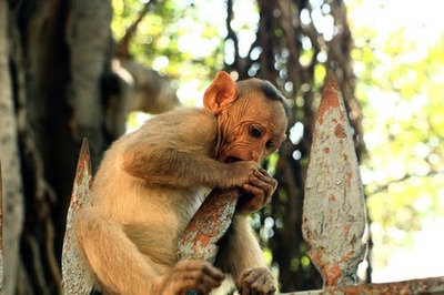 猴子尾巴图片素材-免费可商用-高清下载-快剪辑